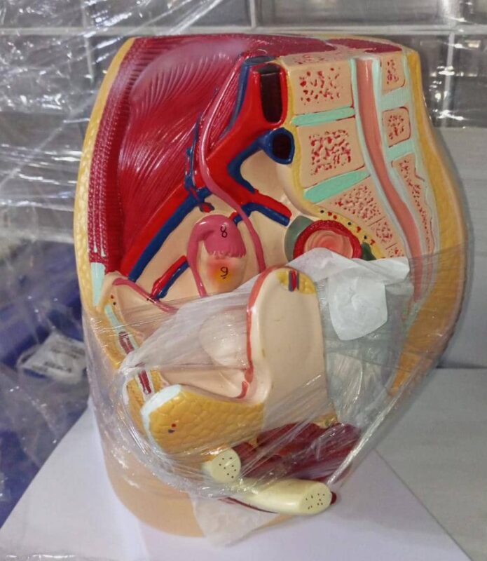 Male Reproductive System Anatomical Model – Orick Médico Sarl